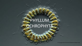 OCHROPHYTA (Características, morfología).pdf