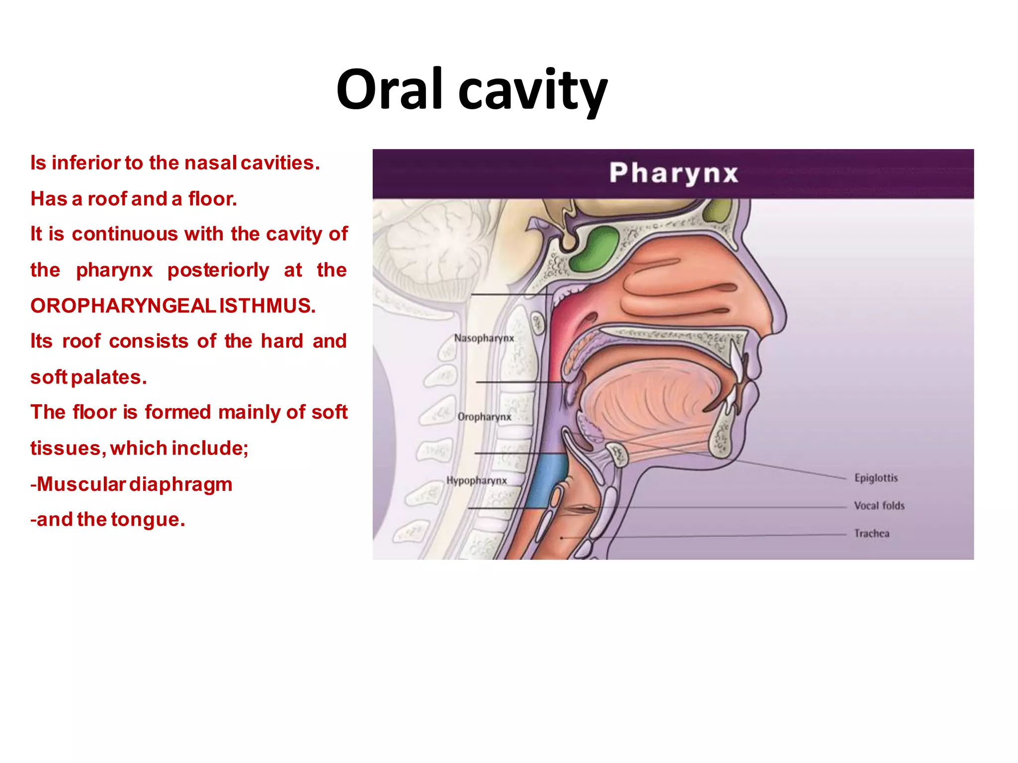 Oral Cavity - The divisions and Boundaries | PDF