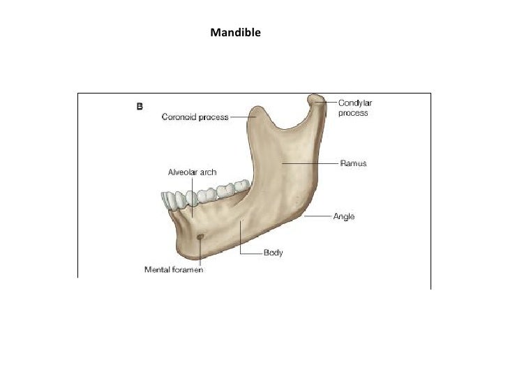 Oral Cavity - The divisions and Boundaries