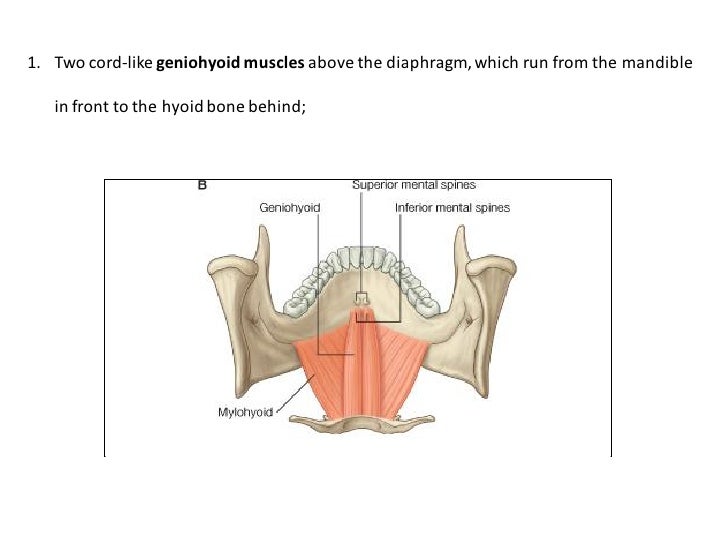 Oral Cavity - The divisions and Boundaries