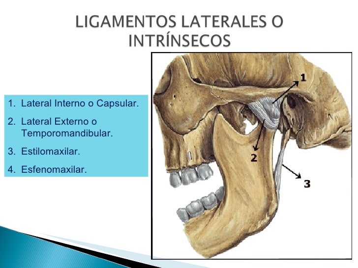Ligamento Lateral Mandibular _ Anatomie et imagerie de l’articulation ...