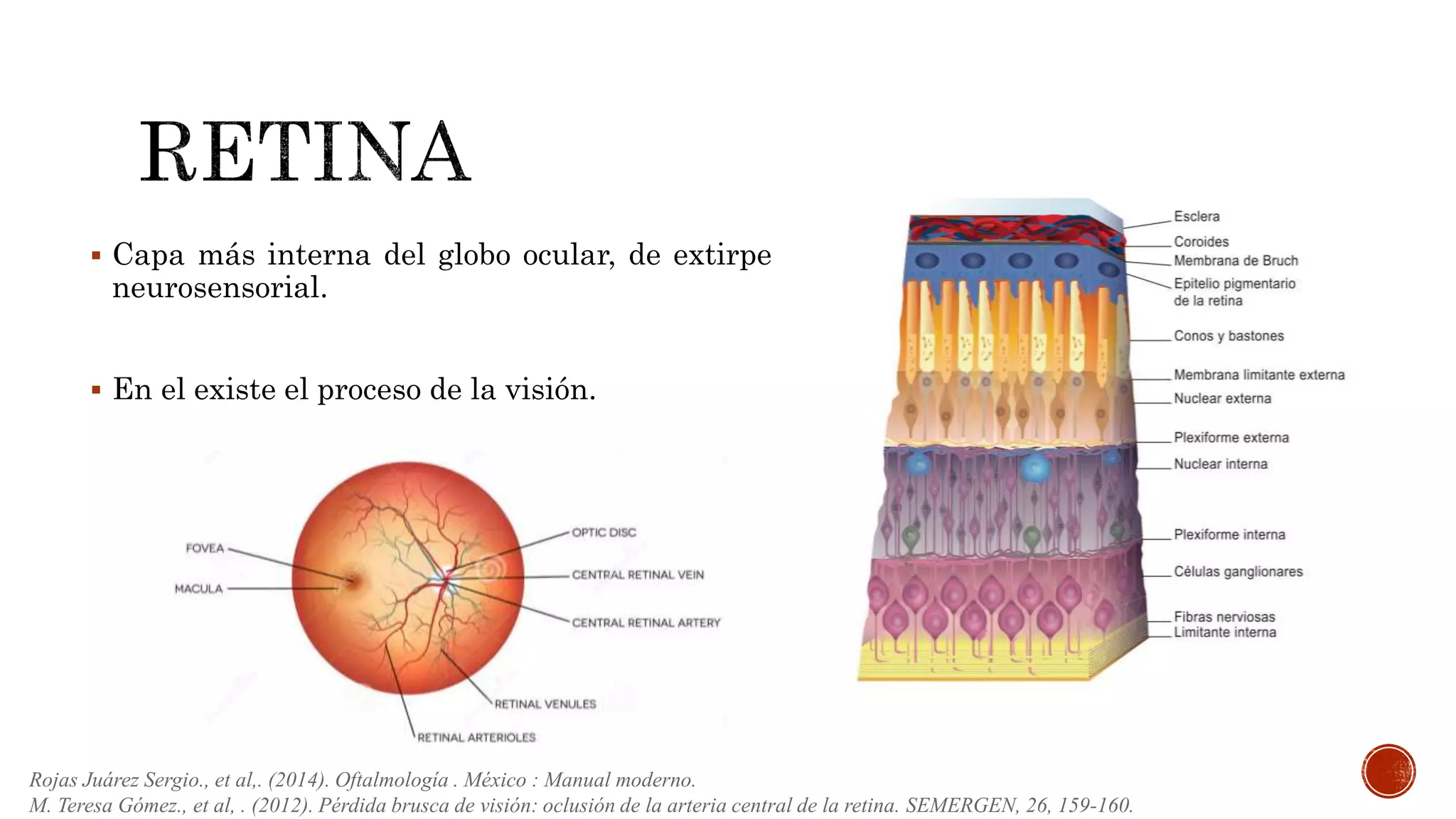 Oclusión de la arteria central de la retina | PPTX