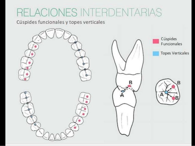 Principios básicos de Oclusión Dental