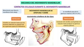Oclusion dental alineacion y oclusion de los dientes oclusion ...