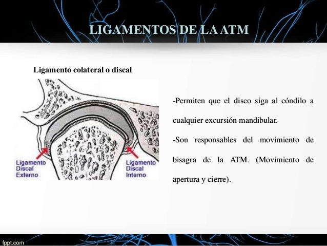 LA ARTICULACIÓN TEMPOROMANDIBULAR