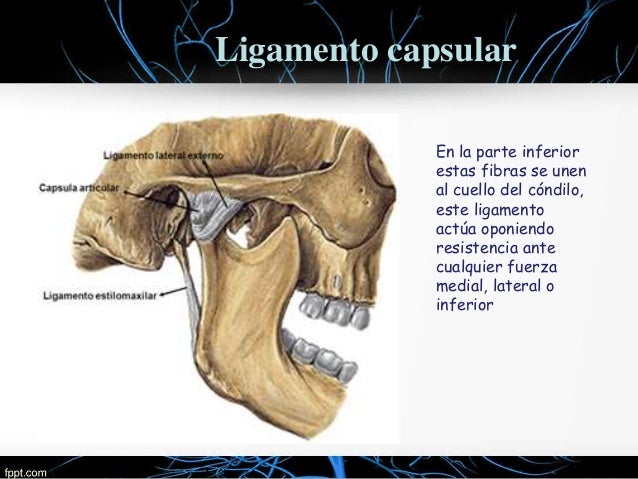 LA ARTICULACIÓN TEMPOROMANDIBULAR