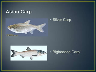 Asian Carp: An Invasive Species | PPTX