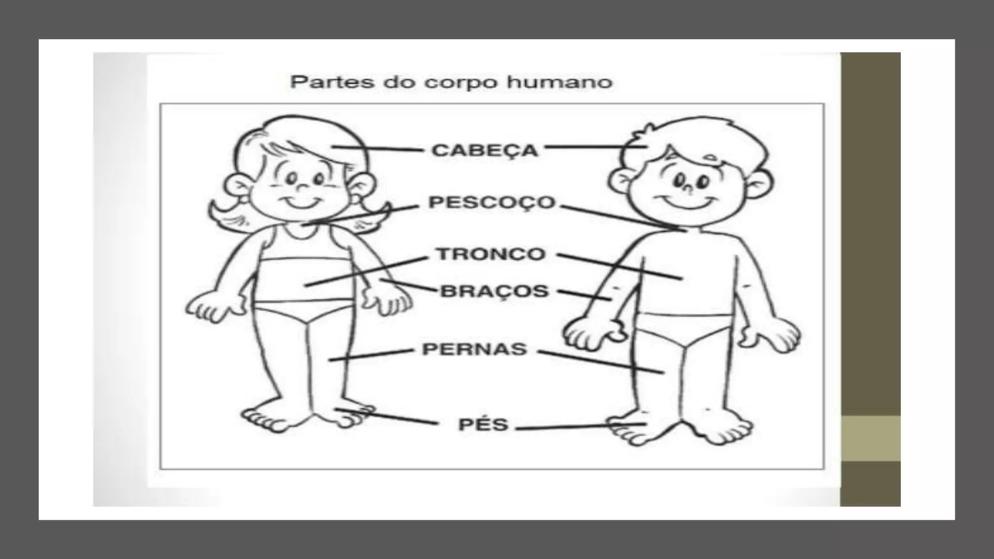 O corpo humano | PPT