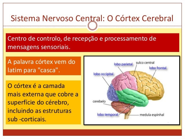 O cortex cerebral