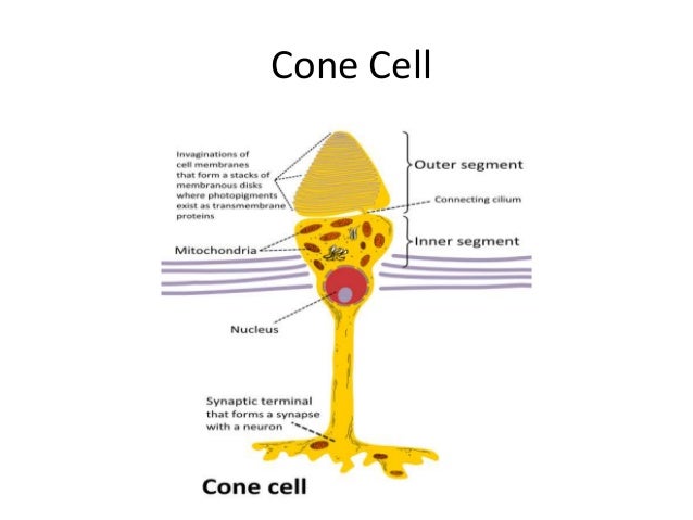 Human eye and retina anatomy