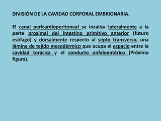 Cavidades corporales y diafrgma | PPTX
