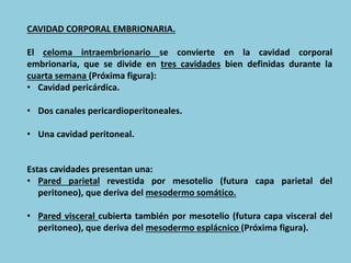 Cavidades corporales y diafrgma | PPTX