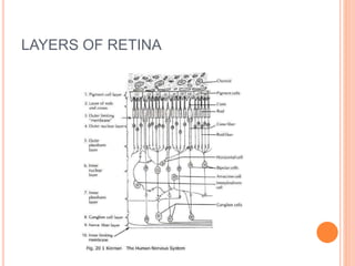 Optical Coherence Tomography(OCT) in posterior segment diseases | PPT