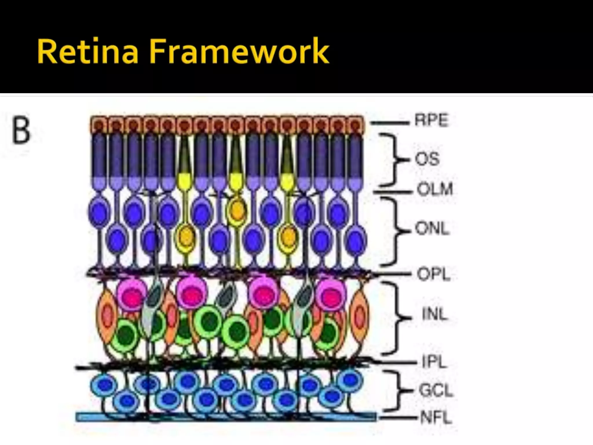 OCT – Introduction and Macular disorders | PPTX