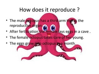 Octopus | PPT