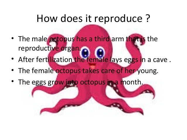 Octopus