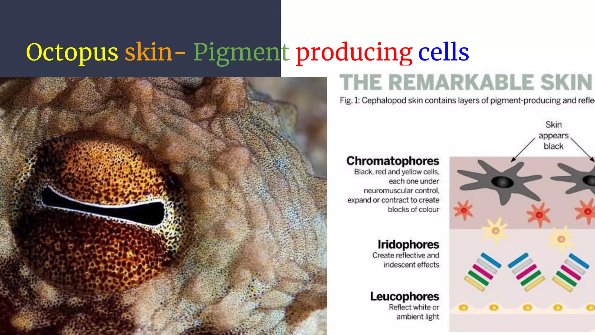 Octopus.pdf | Zoos & Aquariums | Attractions