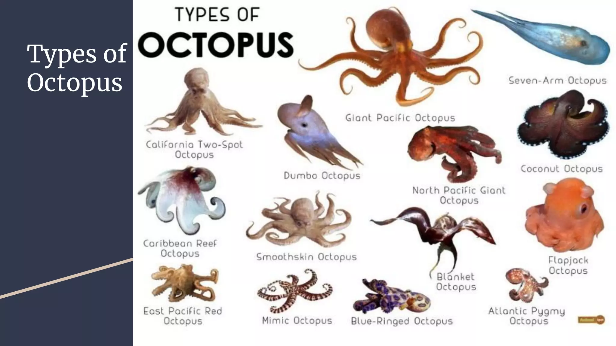 Octopus.pdf