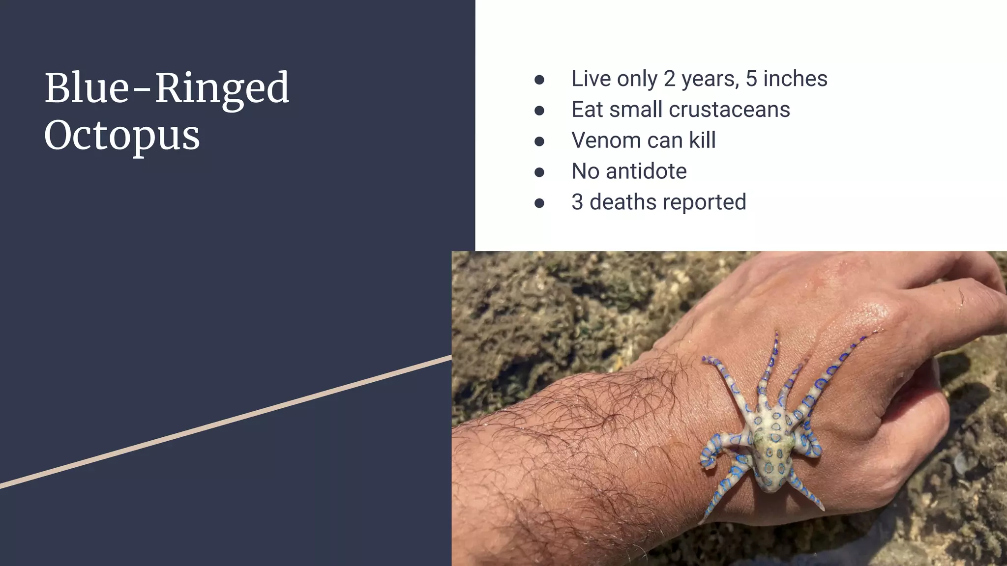 Octopus.pdf | Zoos & Aquariums | Attractions