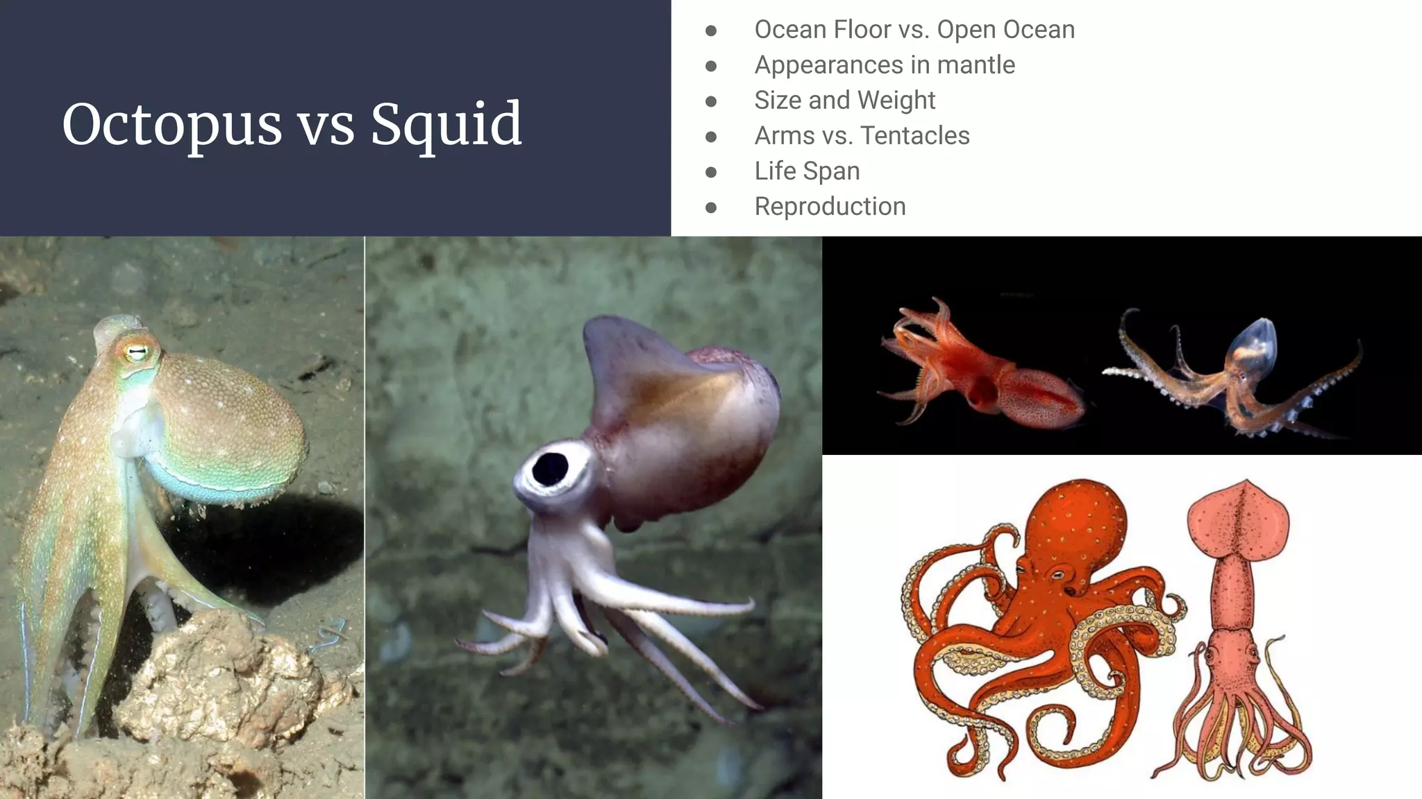 Octopus.pdf | Zoos & Aquariums | Attractions
