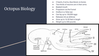 Octopus.pdf | Zoos & Aquariums | Attractions