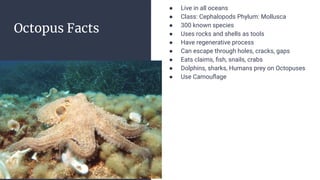 Octopus.pdf | Zoos & Aquariums | Attractions