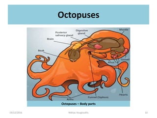 Male Octopus Anatomy
