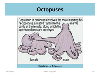 Male Octopus Anatomy