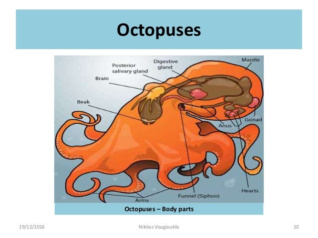 Octopuses