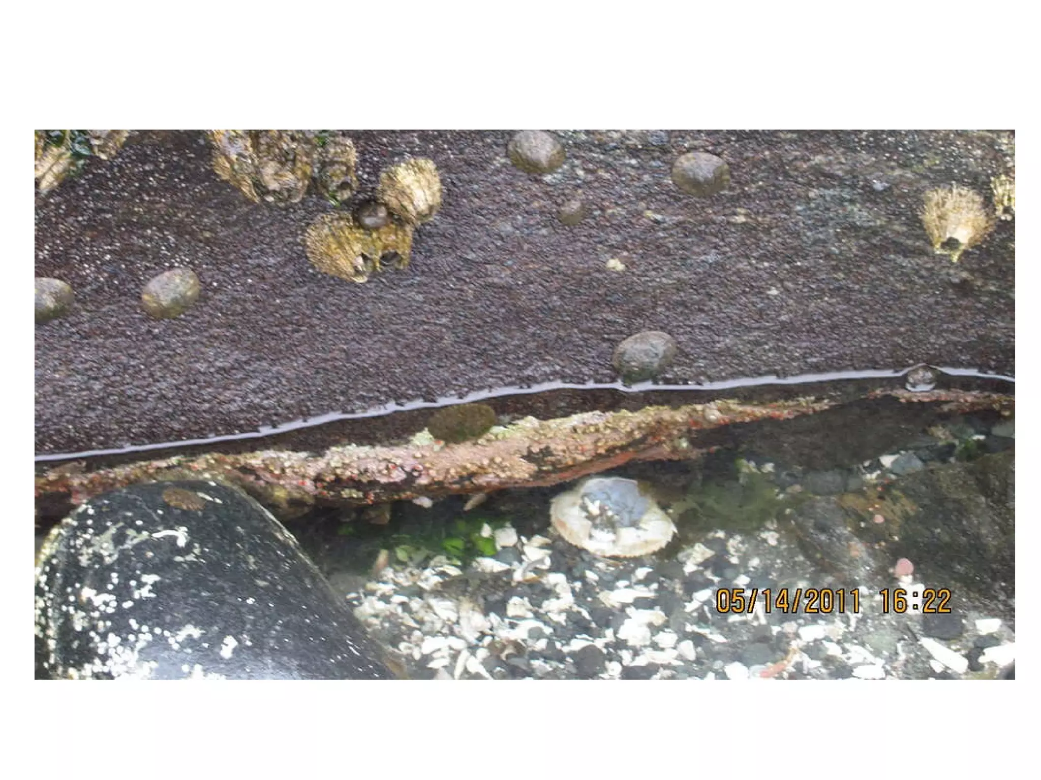 Octopus habitats | PPT