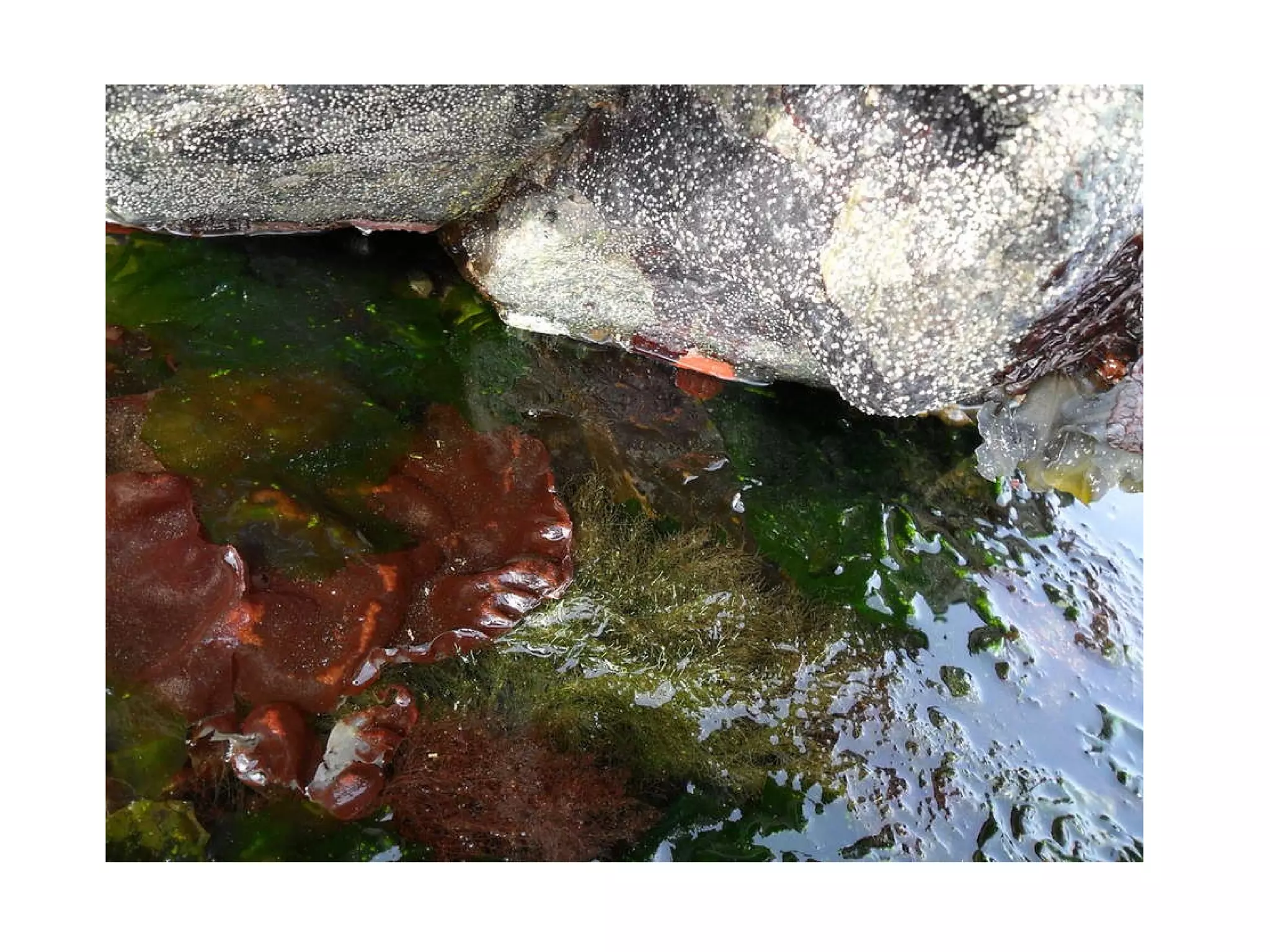 Octopus habitats | PPT