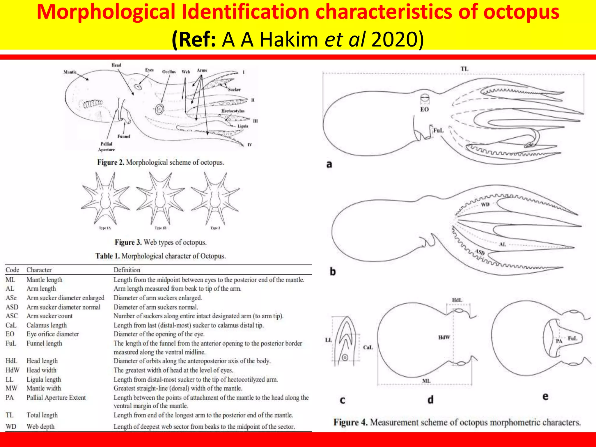 Octopus taxonomy and Biology.pptx