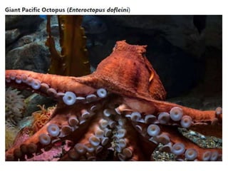 Octopus taxonomy and Biology.pptx
