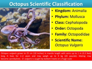 Octopus taxonomy and Biology.pptx
