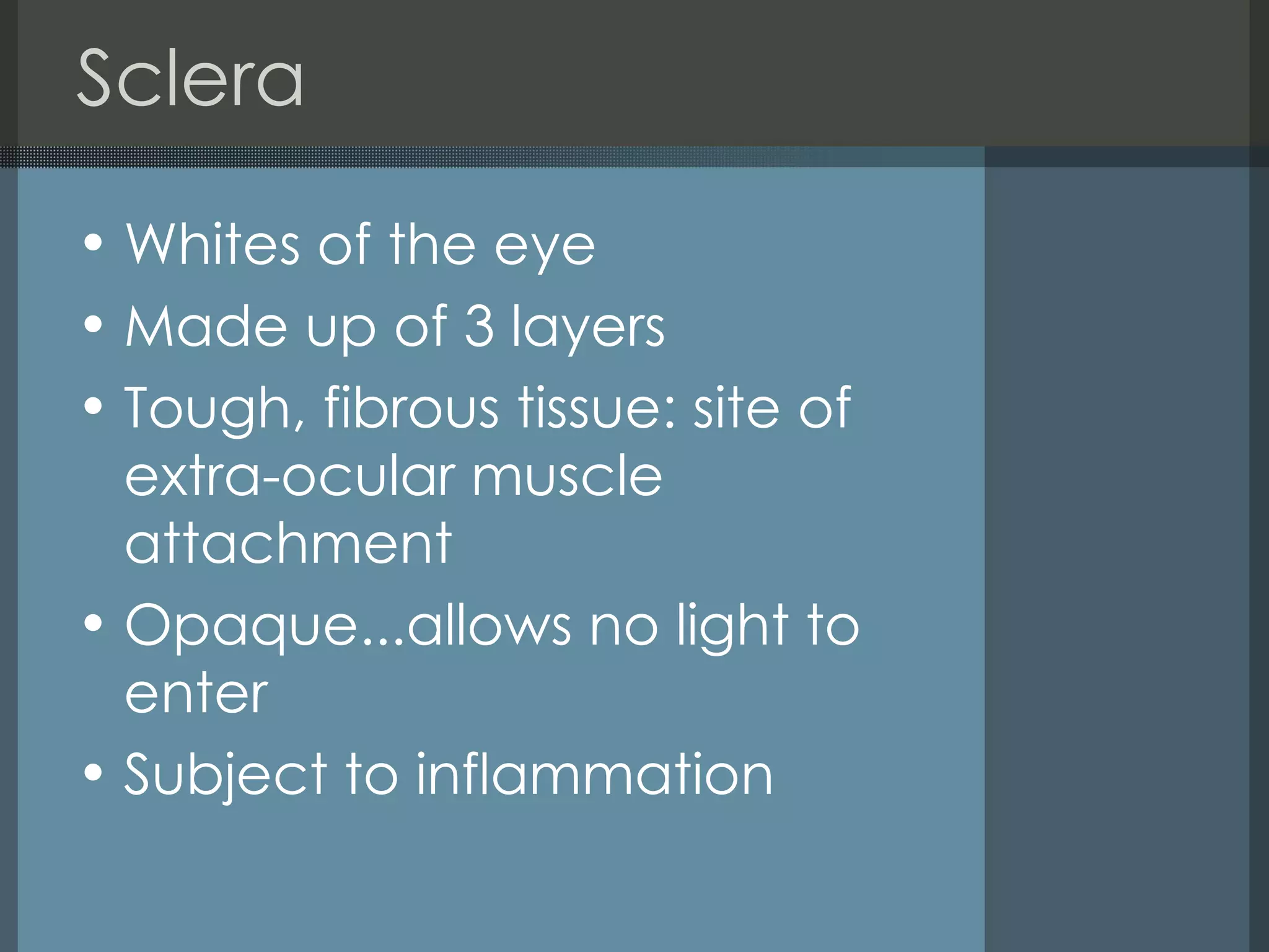 Ocular Anatomy | PPT
