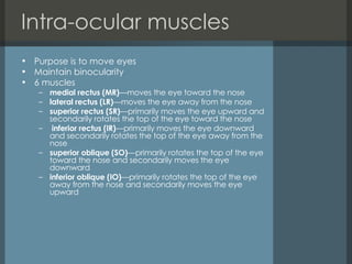 Ocular Anatomy | PPT