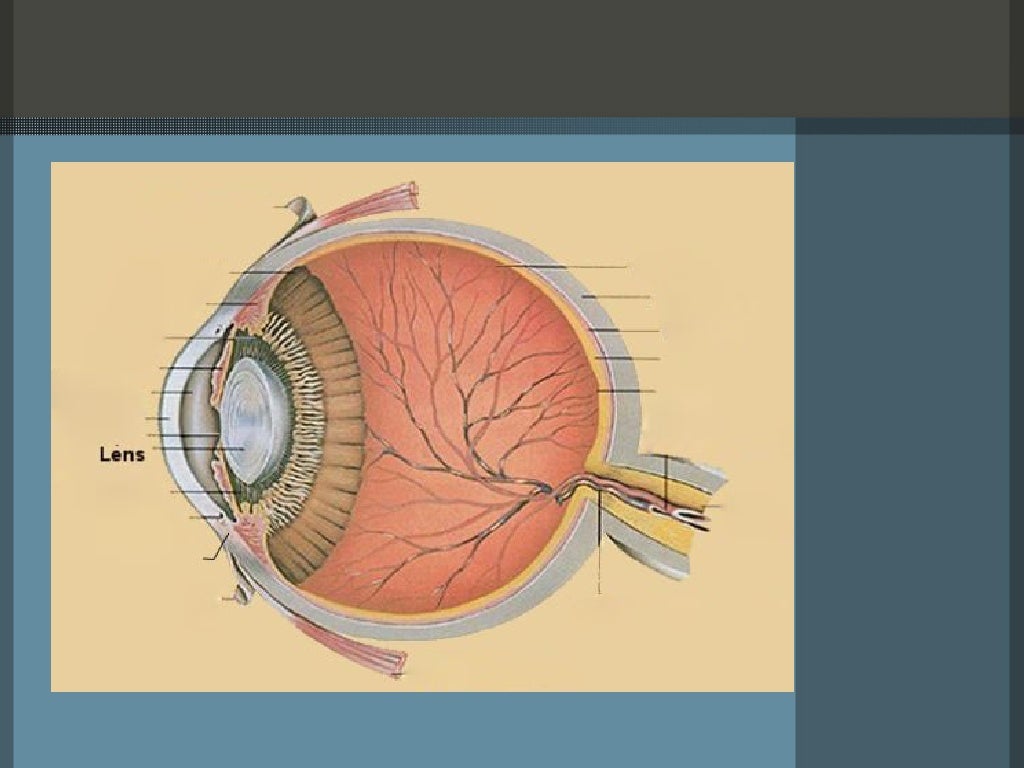 Ocular Anatomy Ocular Anatomy