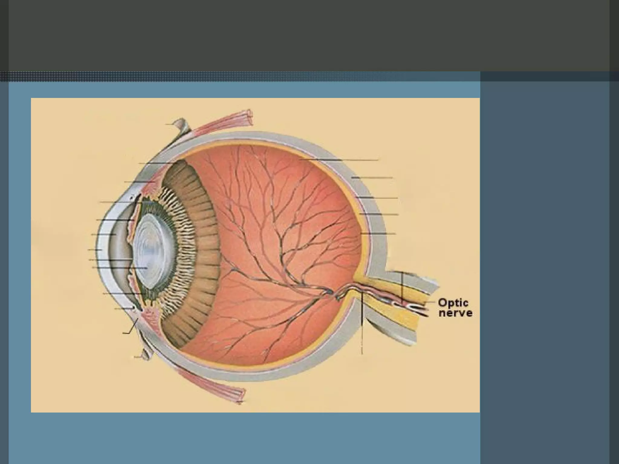 Ocular Anatomy | PPT