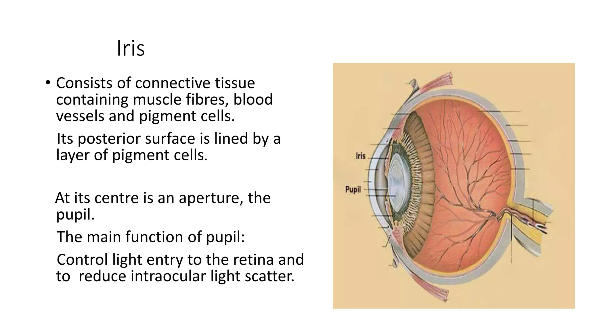 ocular anatomy of eye for optometry and optalomolgy | PPTX