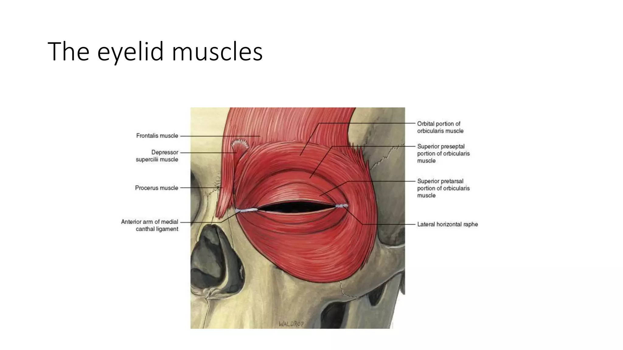 ocular anatomy of eye for optometry and optalomolgy | PPTX