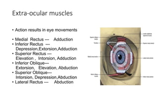 ocular anatomy of eye for optometry and optalomolgy | PPTX