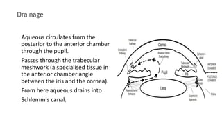 ocular anatomy of eye for optometry and optalomolgy | PPTX