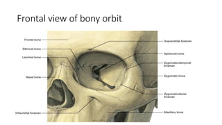 ocular anatomy of eye for optometry and optalomolgy | PPTX