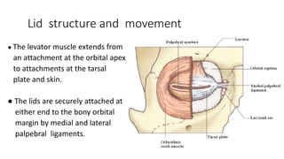 ocular anatomy of eye for optometry and optalomolgy | PPTX