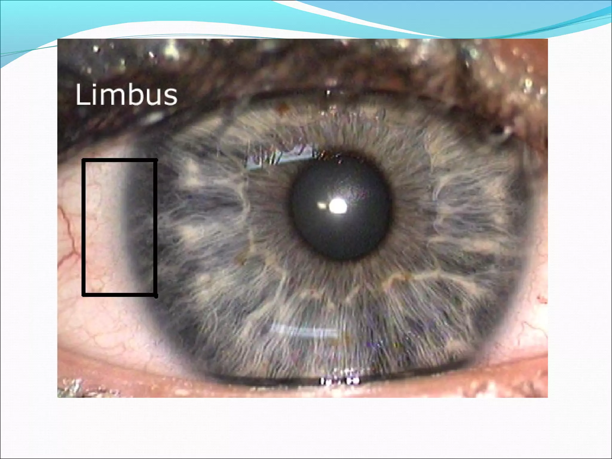 Ocular anatomy | PPT