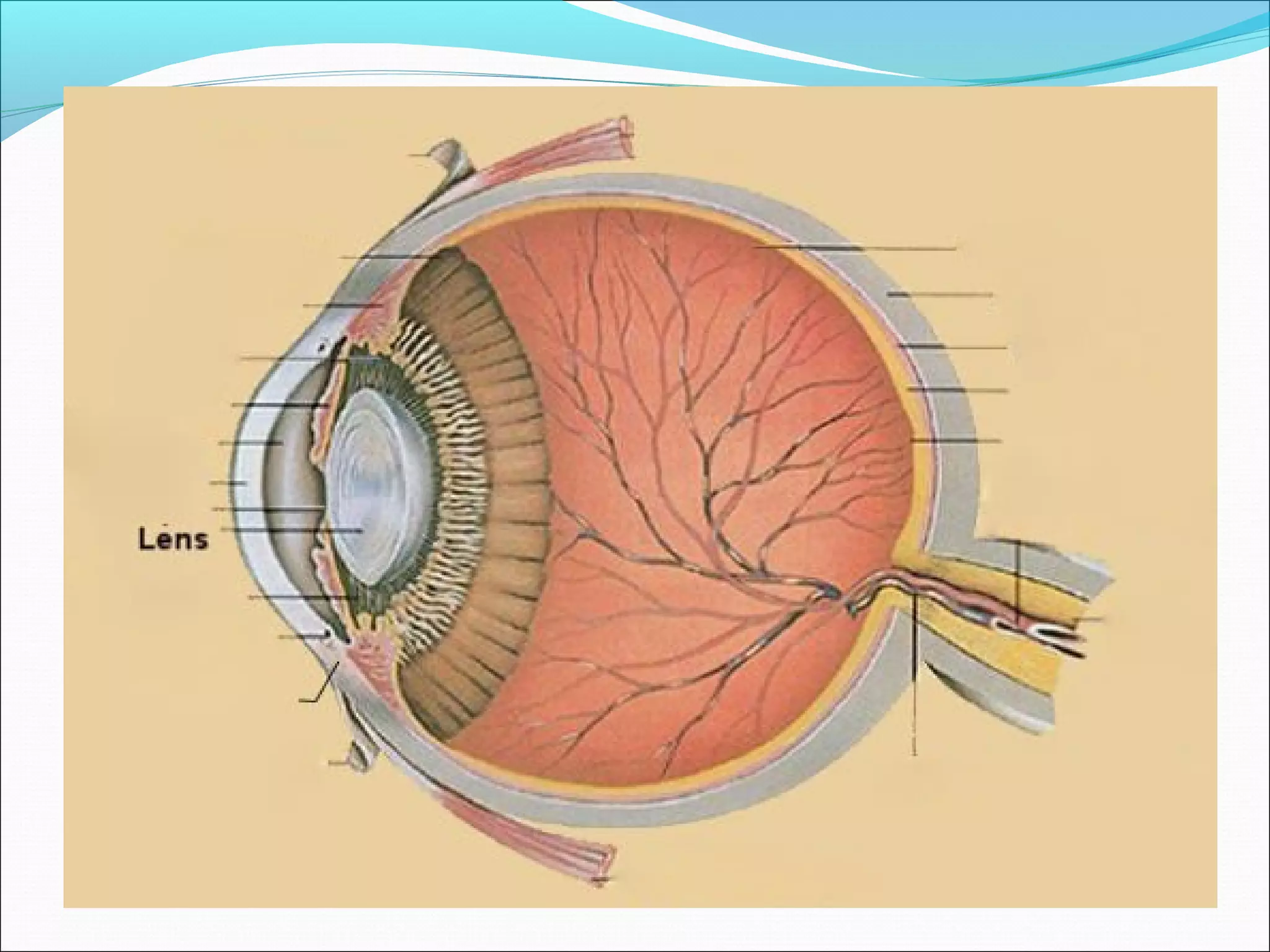 Ocular anatomy | PPT