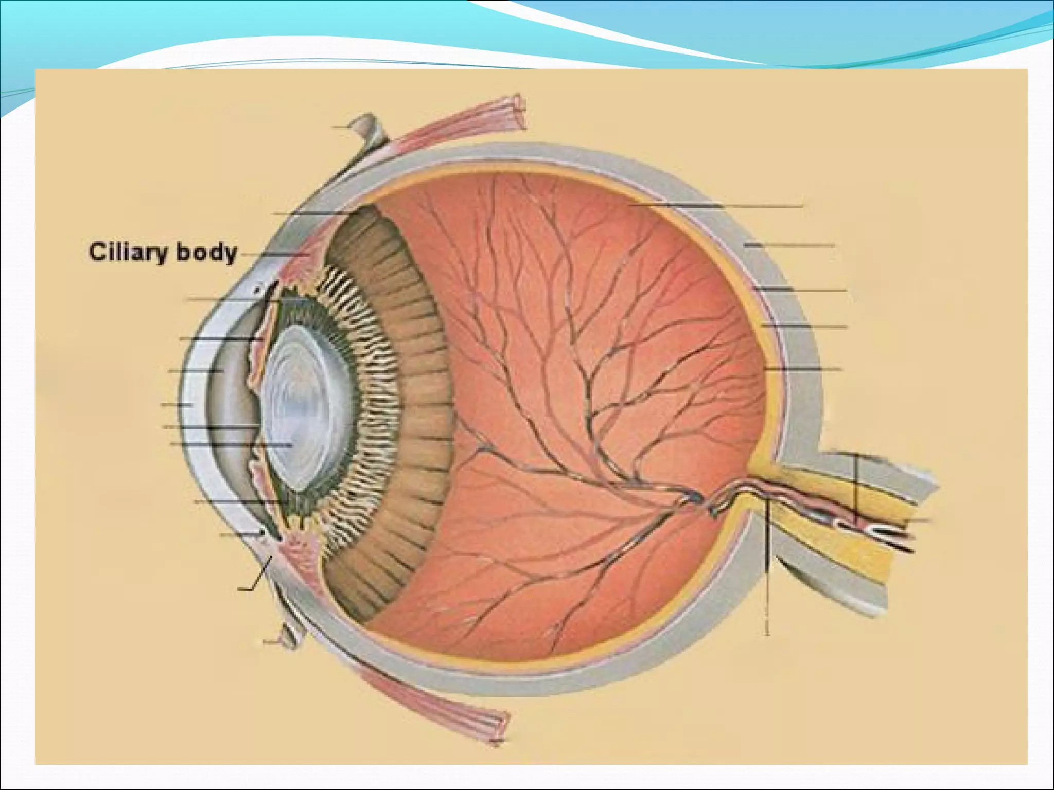 Ocular anatomy | PPT