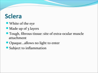Ocular anatomy | PPT