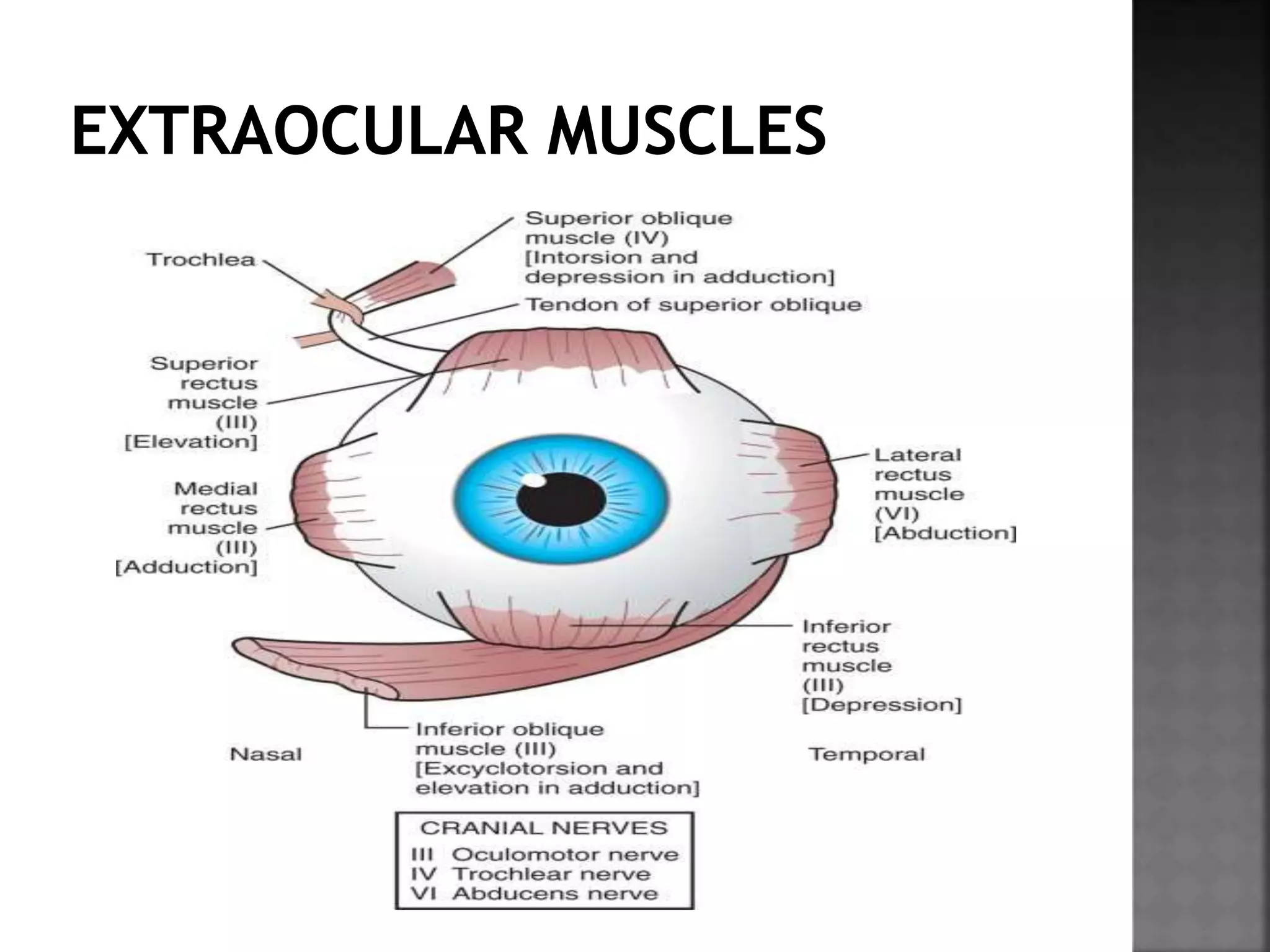 Ocular anatomy | PPT
