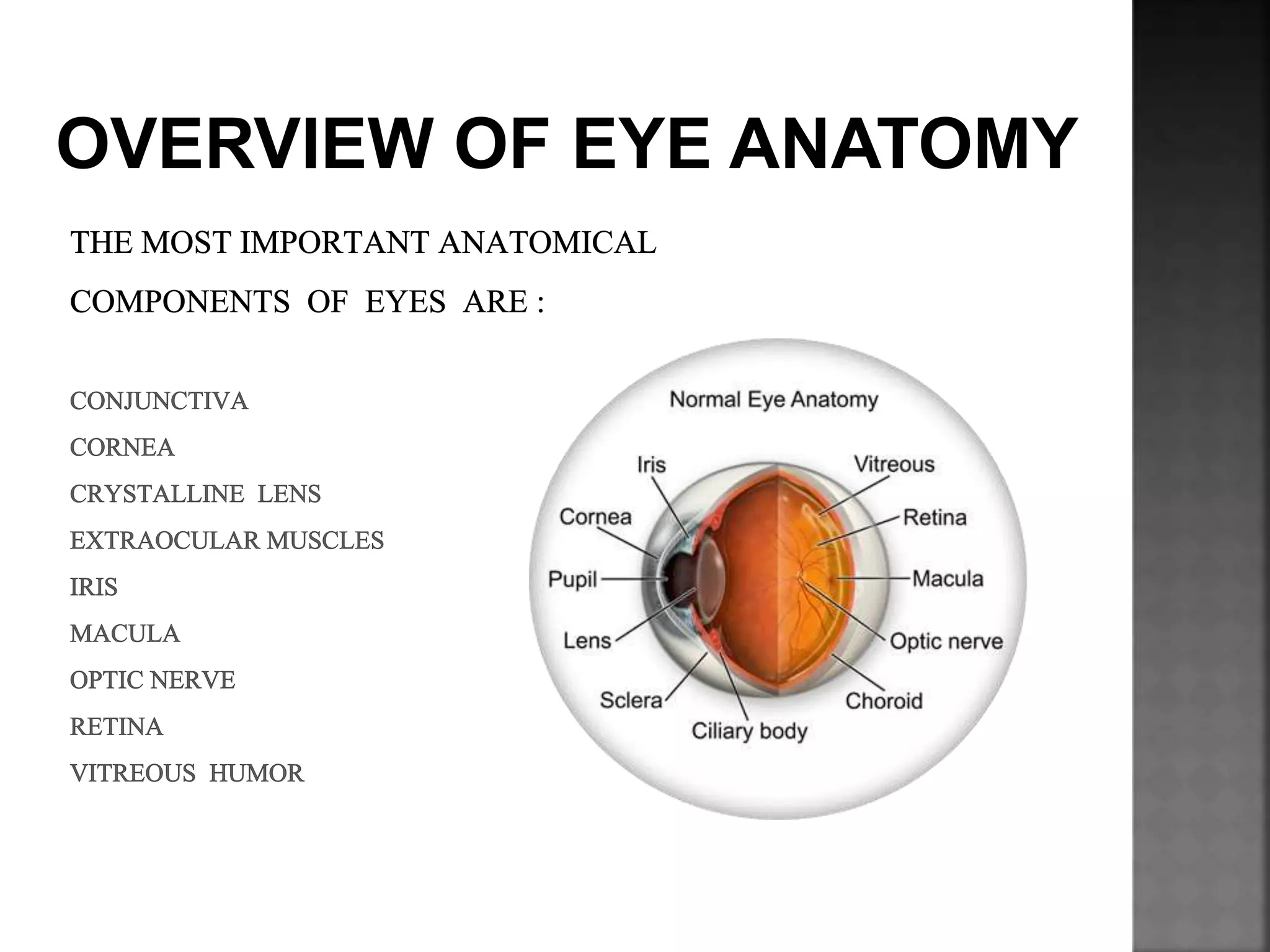 Ocular anatomy | PPT